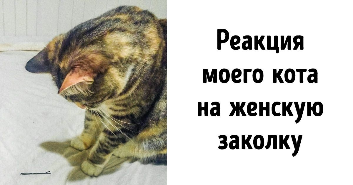 20+ доказательств того, что жизнь в одиночестве — это не тоска, а ...